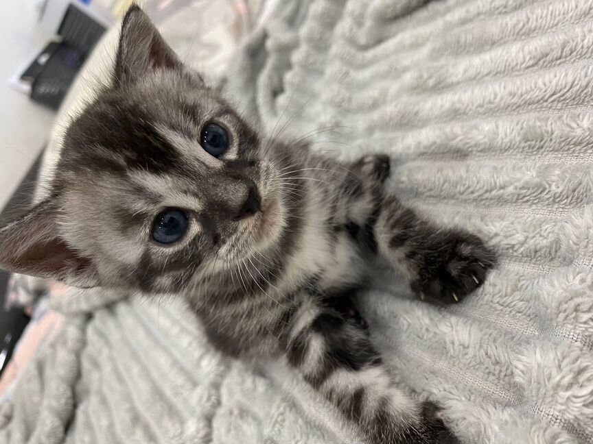 Бенгальчикики окрас серебро