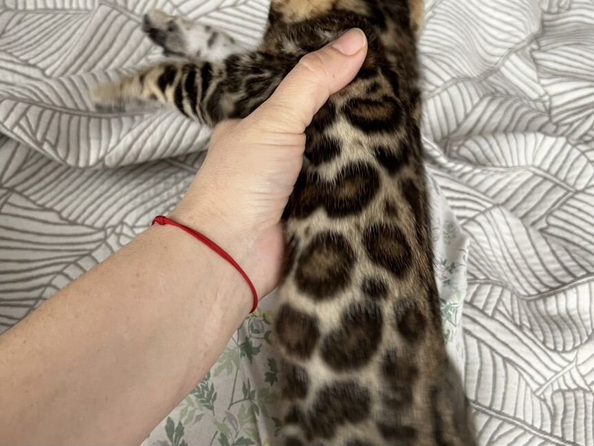 Бенгальские котята