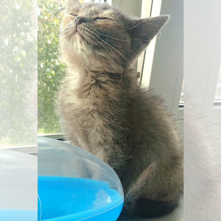 Котёнок с подарком