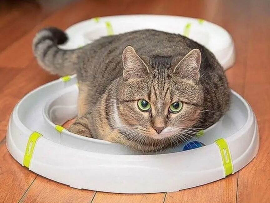 Игрушки для кошек
