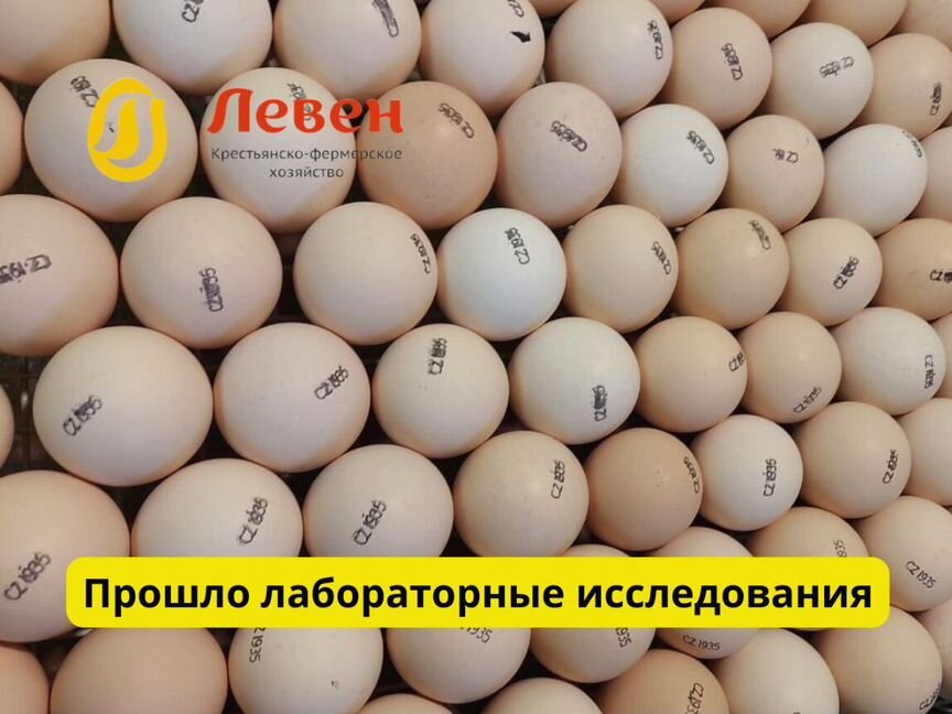 Инкубационное яйцо бройлера Кобб 500,росс 308