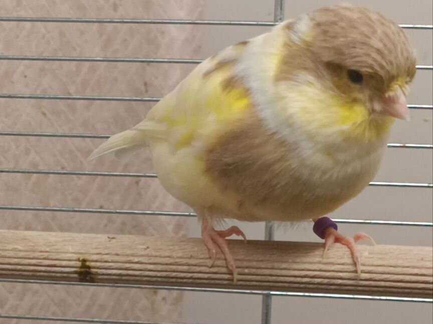 Канарейки Глостеры