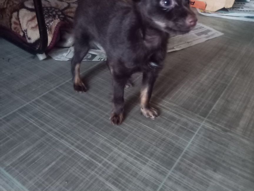 Той-терьер щенки