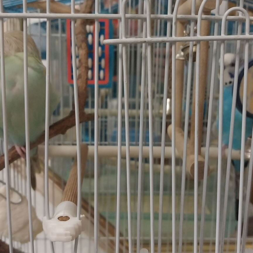 Попугаи со стендом