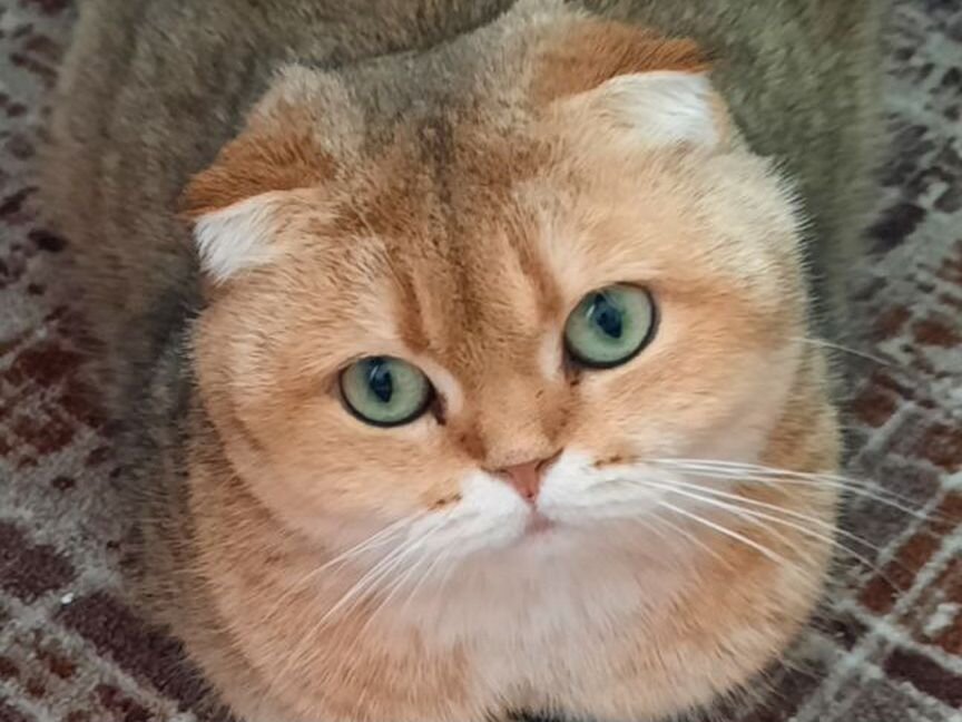 Котята золотая шиншилла