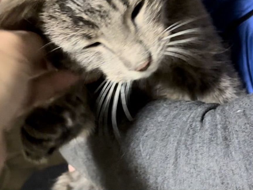 Ласкунчик котенок