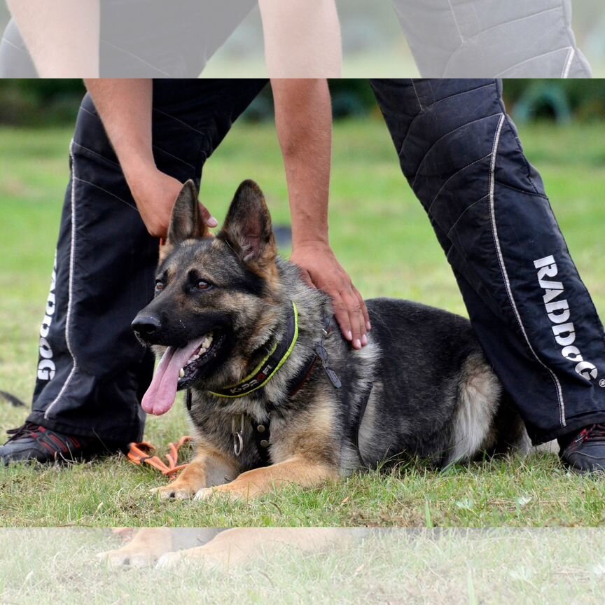 Немецкая овчарка, щенок