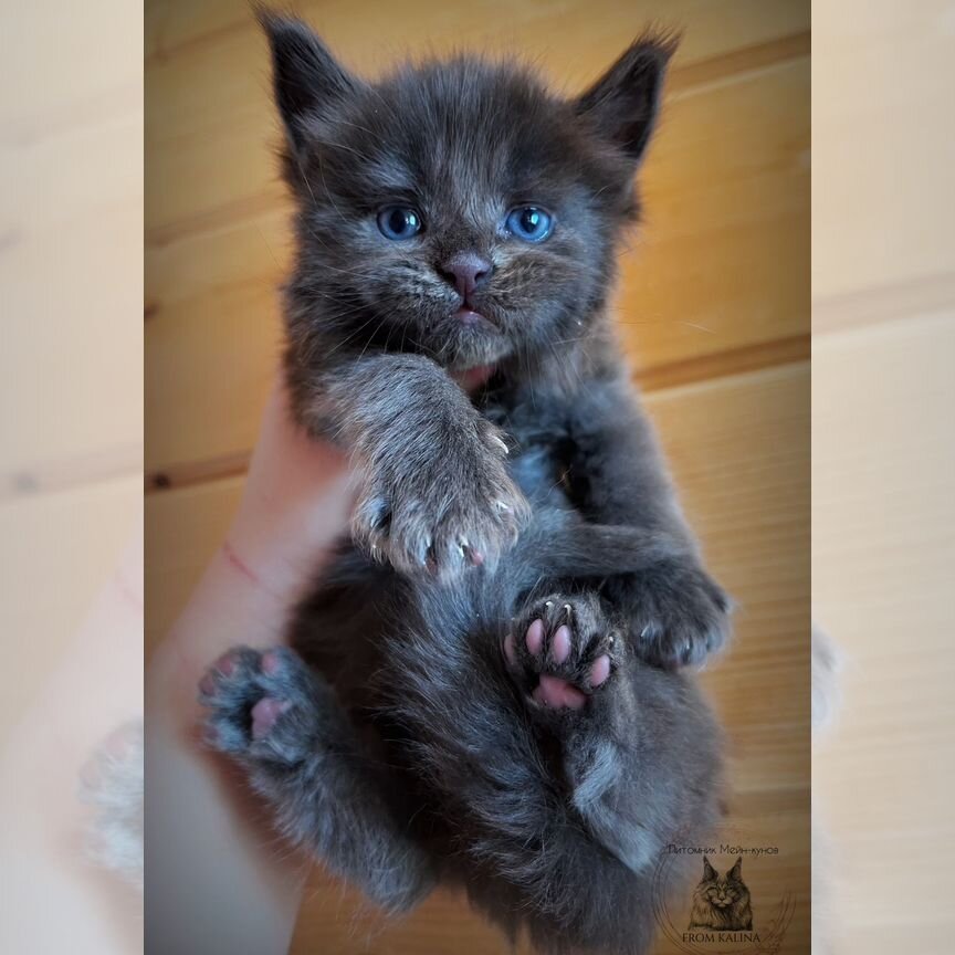 Мейн-кун котёнок