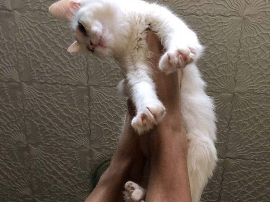 Кошка