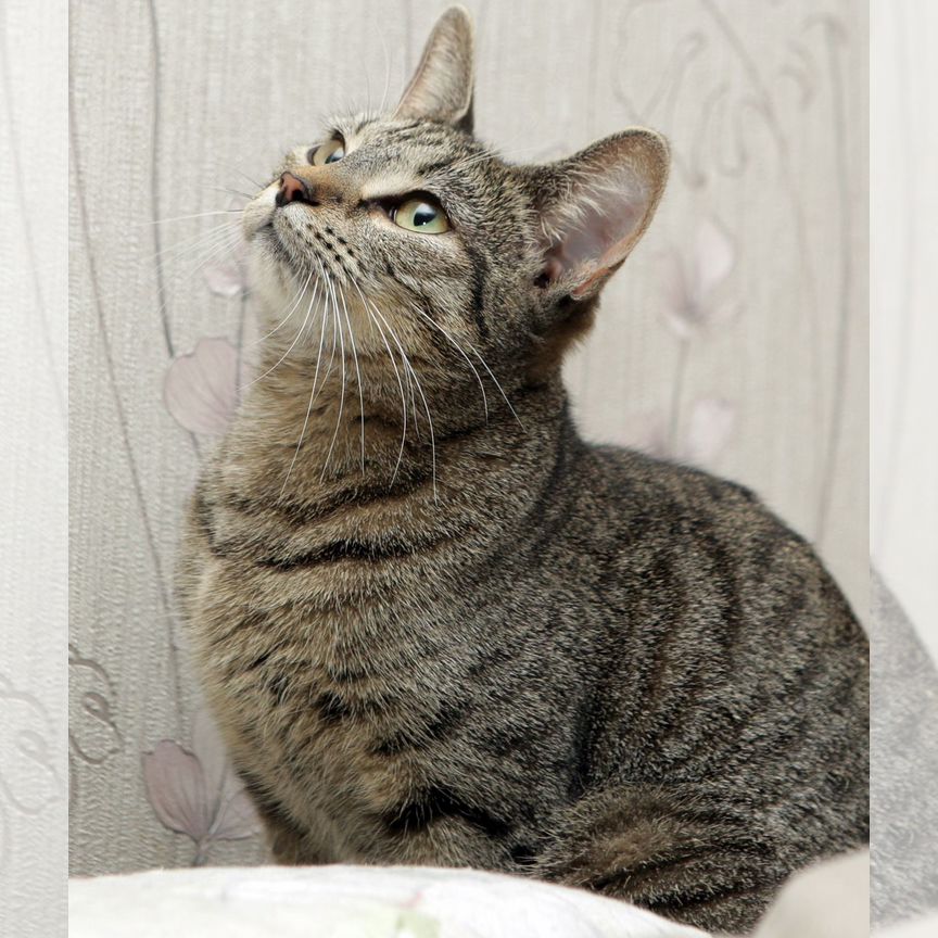 Кошка Лариса