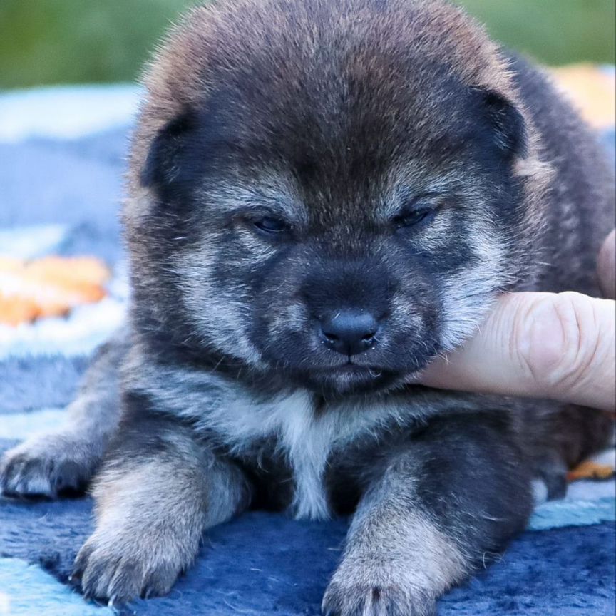 Щеночки сиба