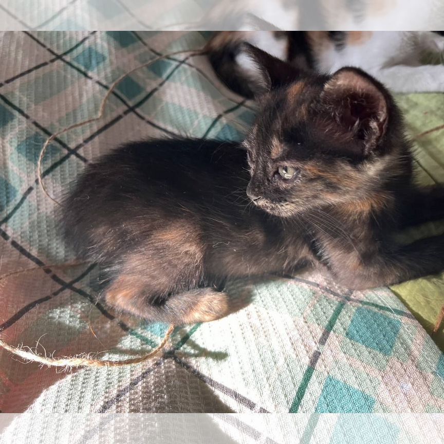 Котëнок в добрые руки