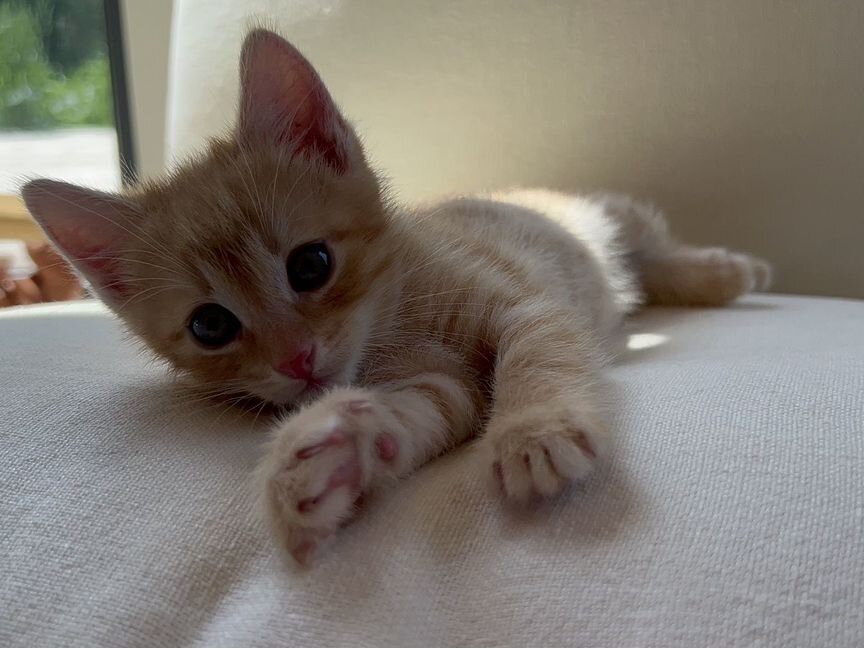 Рыжий котенок 2 месяца