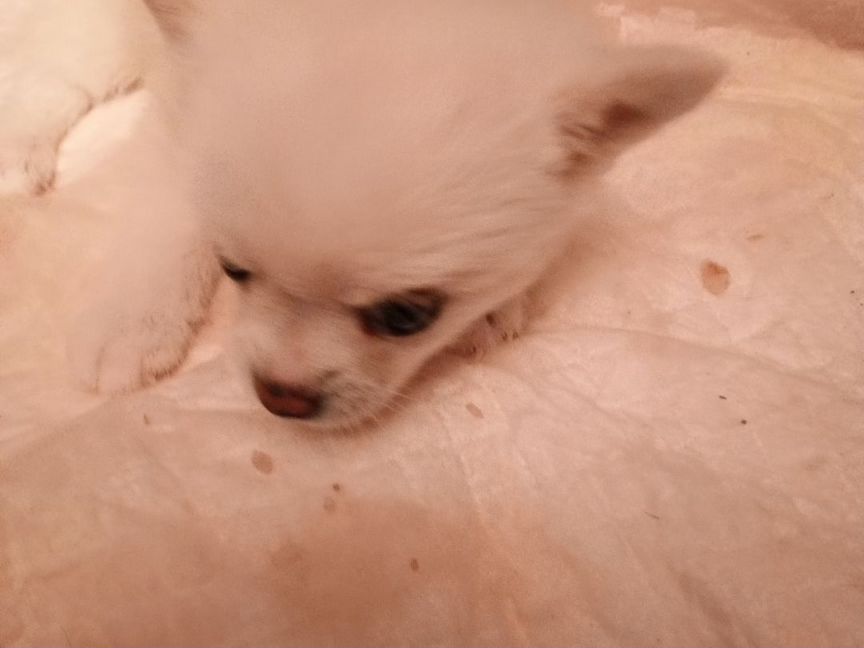 Щенки помесь шпица и чихуахуа