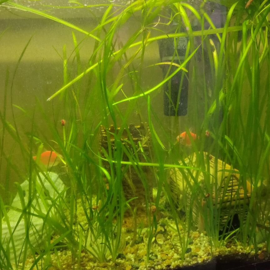 Меняю на аквариумных рыбок