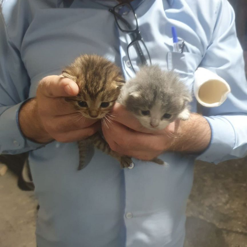 Котята 3 недели
