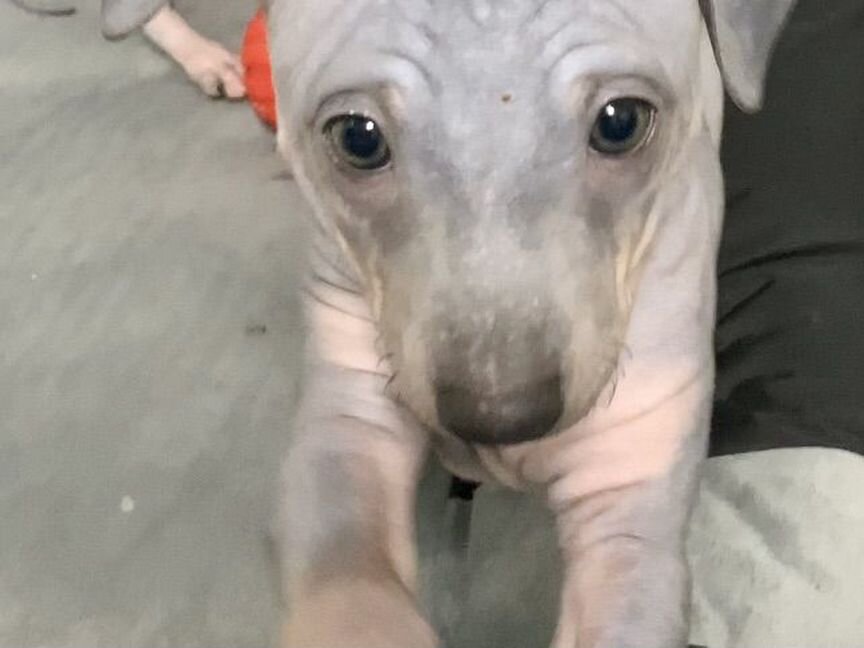 Американский голый терьер щенки