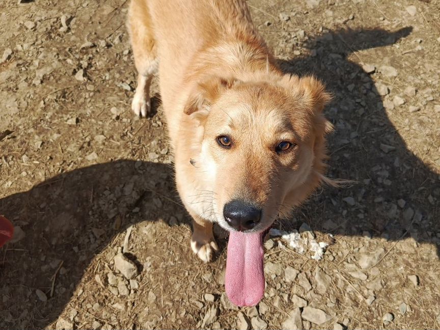 Собака в добрые руки