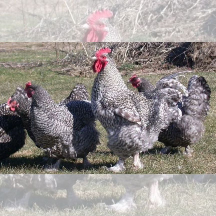 Яйцо инкубационное Мехелинская кукушка