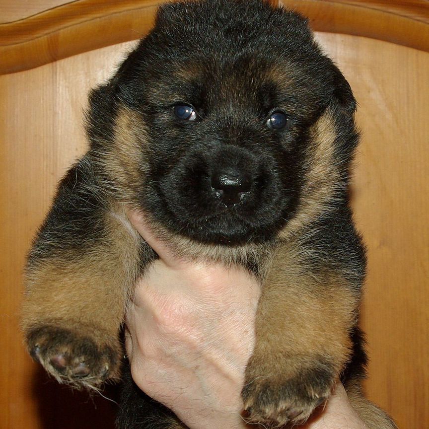 Щенки немецкой овчарки РКФ