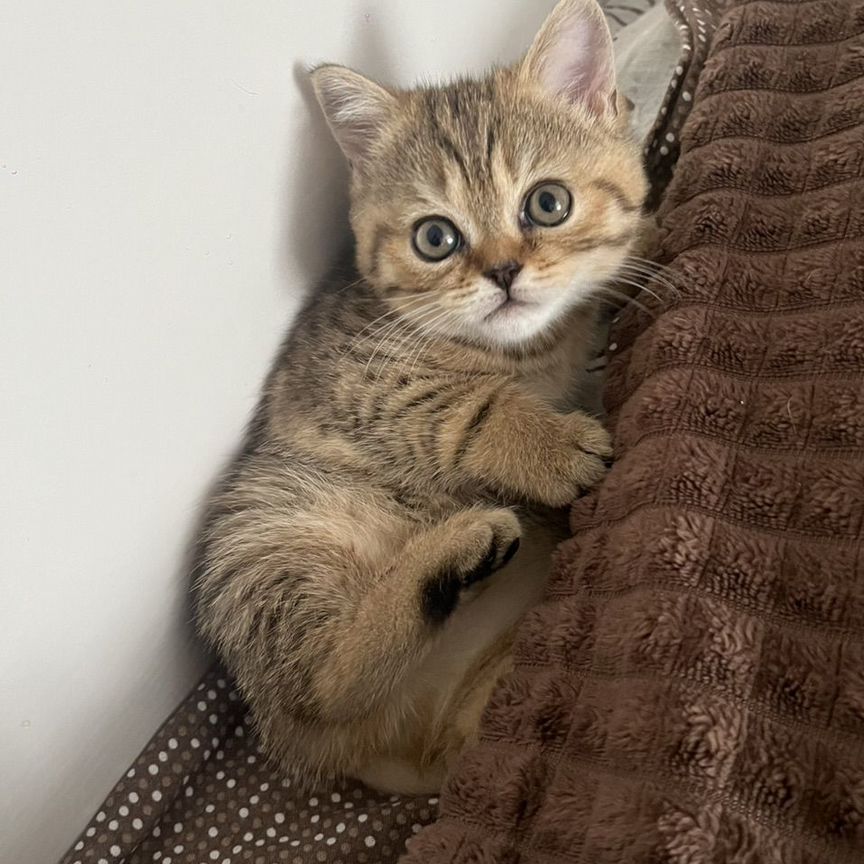 Шотландский котенок