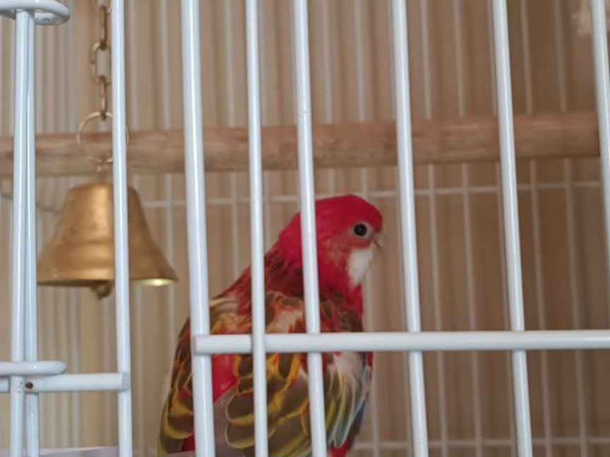 Попугай розелла