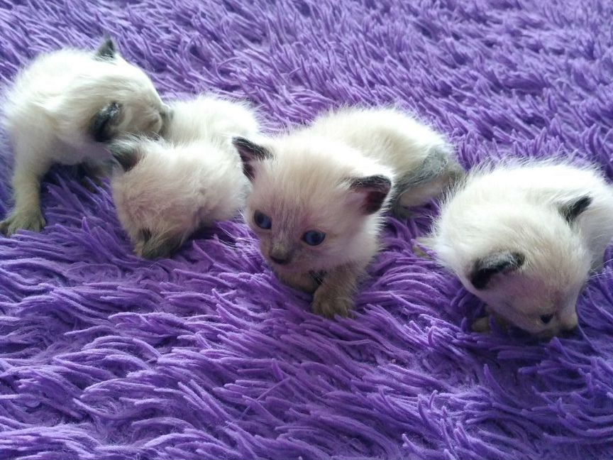 Сиамские котята