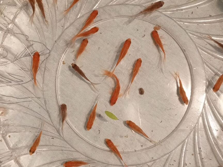 Мальки кометы