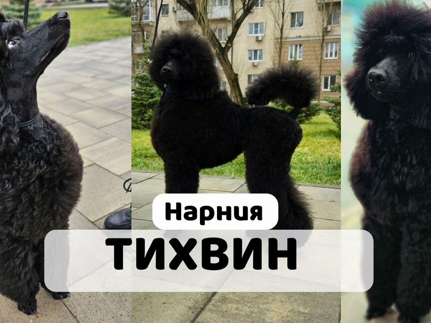 Большой Королевский пудель Тихвин