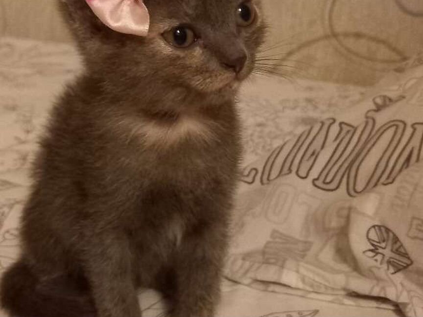 Шотландские котята в добрые руки