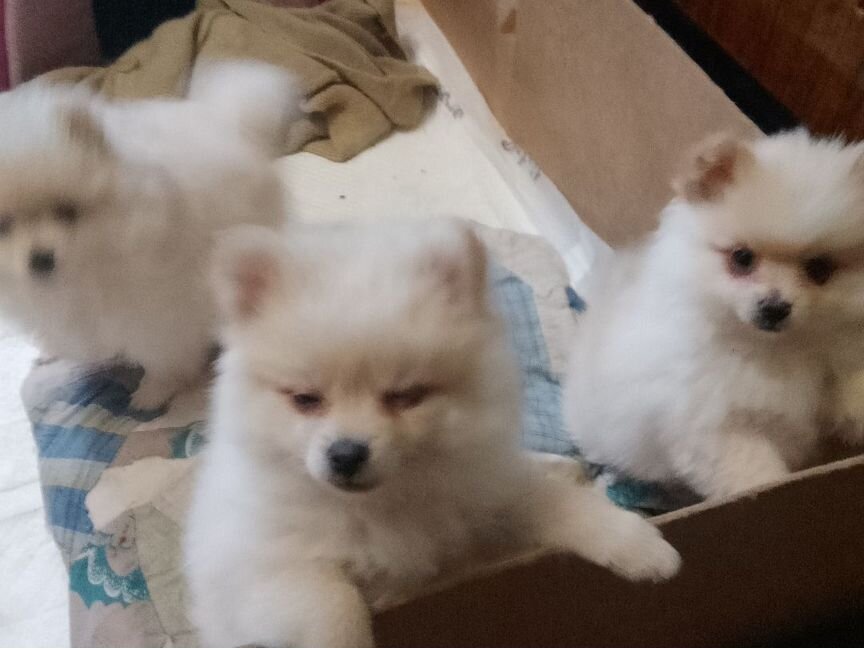 Померанский шпиц