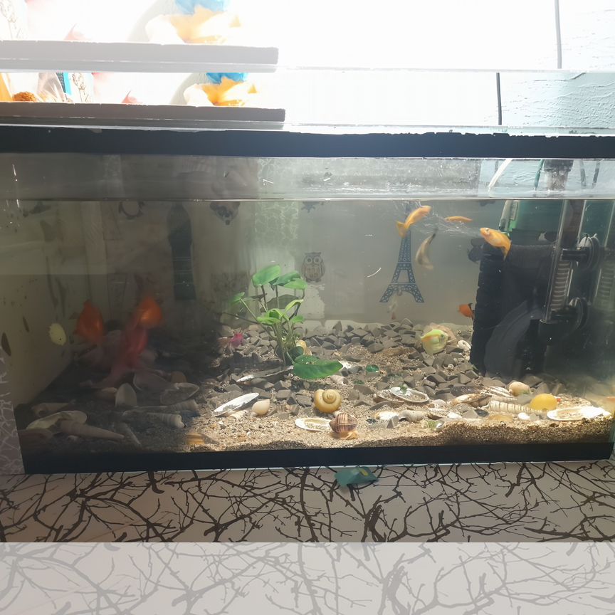 Аквариум с рыбками