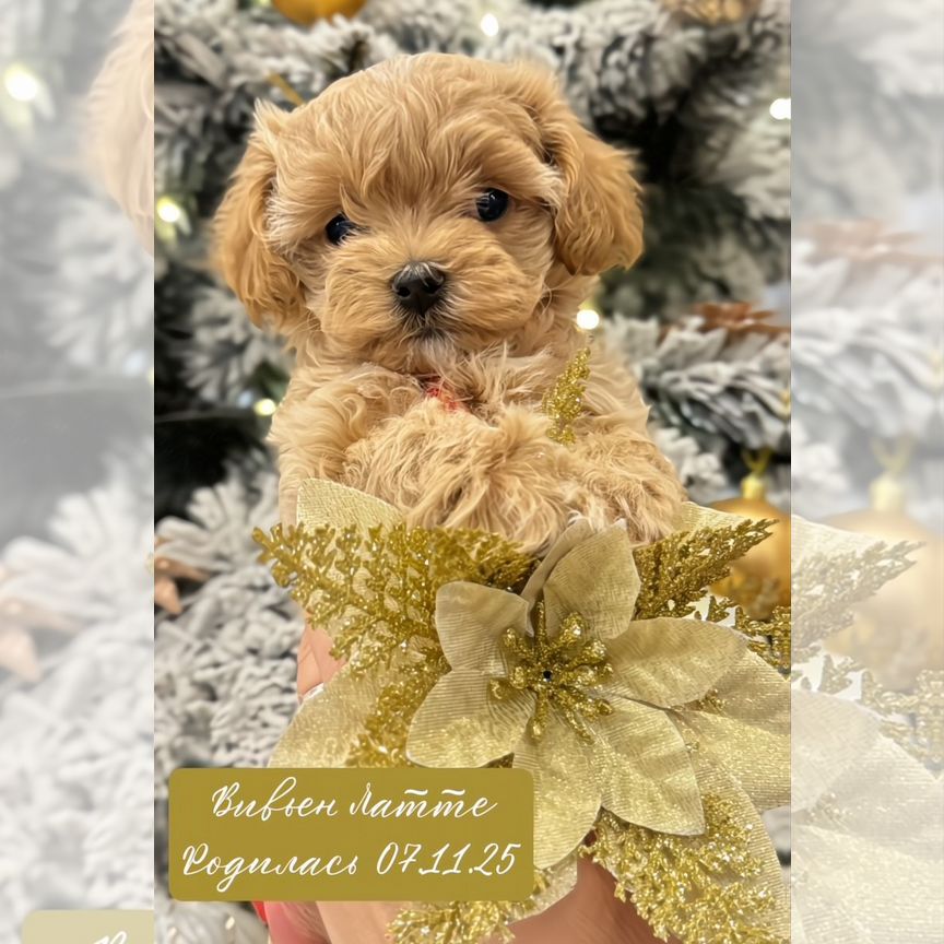 Мальтипу, щенок