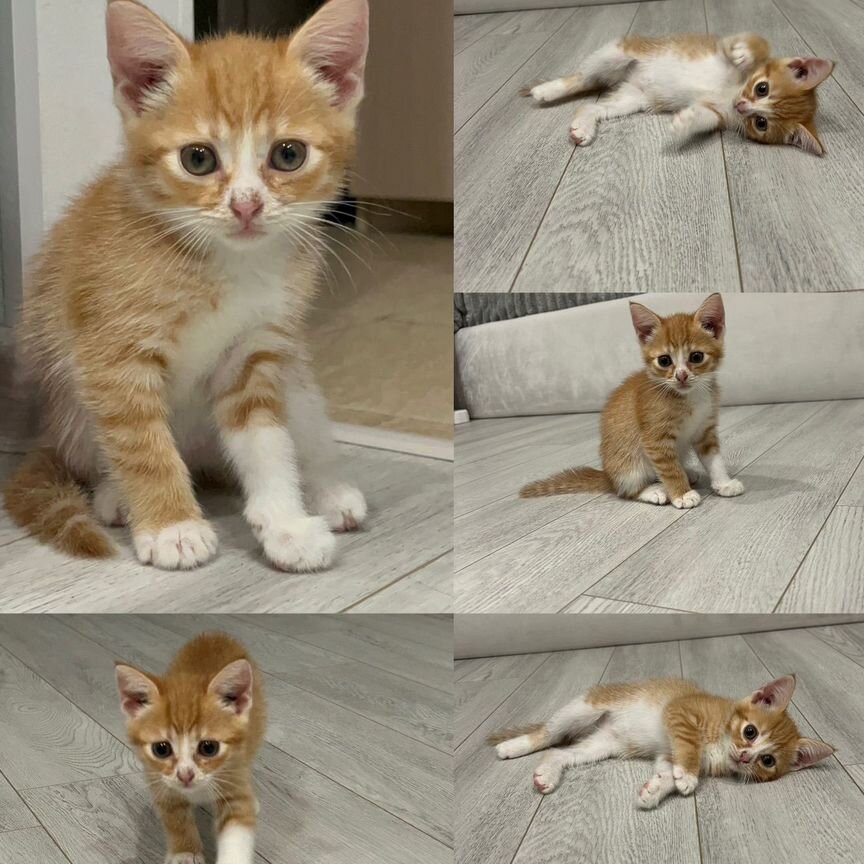 Котёнок в добрые руки