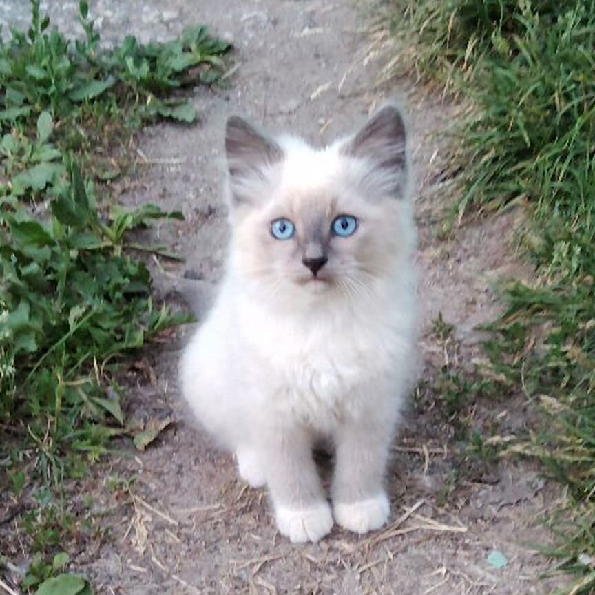 Сиамский котёнок