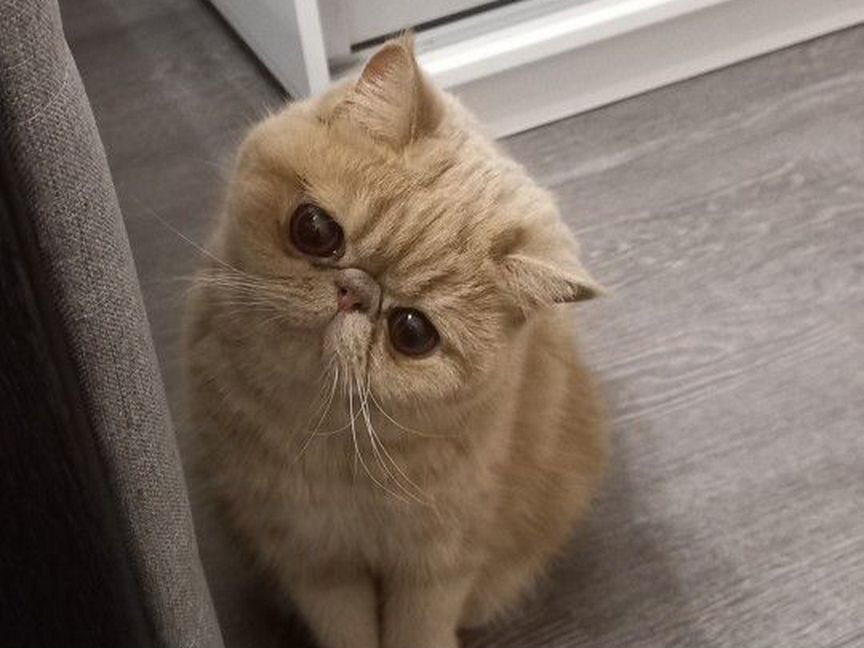 Экзотическая короткошерстная кошка