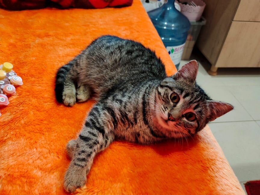 Котята в добрые руки бесплатно