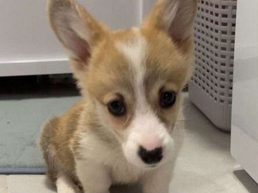 Вельш-корги