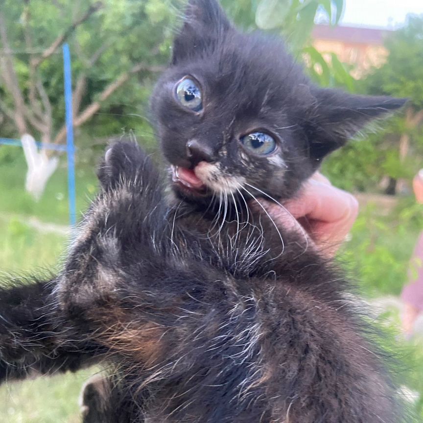 Котенок бесплатно