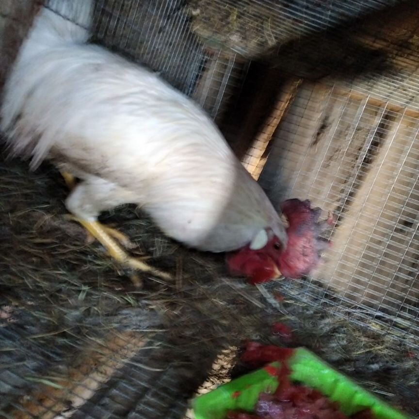 Петух обмен на курицу (возможна доплата)