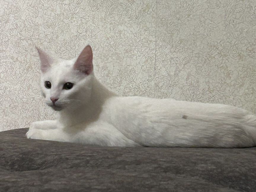 Помесь Майкун