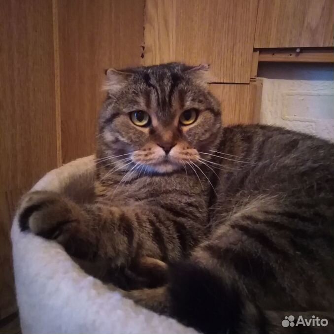 Кошка Баффи вислоухая ищет дом