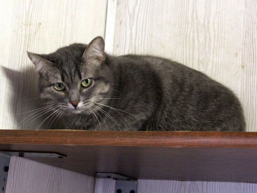 Кошечка дикси ищет дом