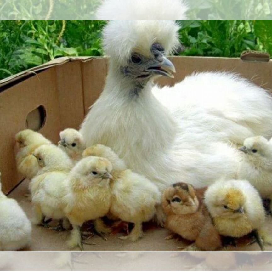Цыплята китайских шелковых кур и голошейные сизли