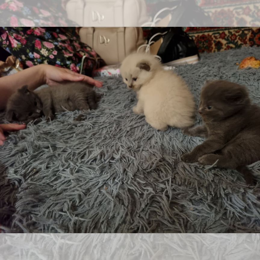 Котики С доставкой на дом В добрые руки