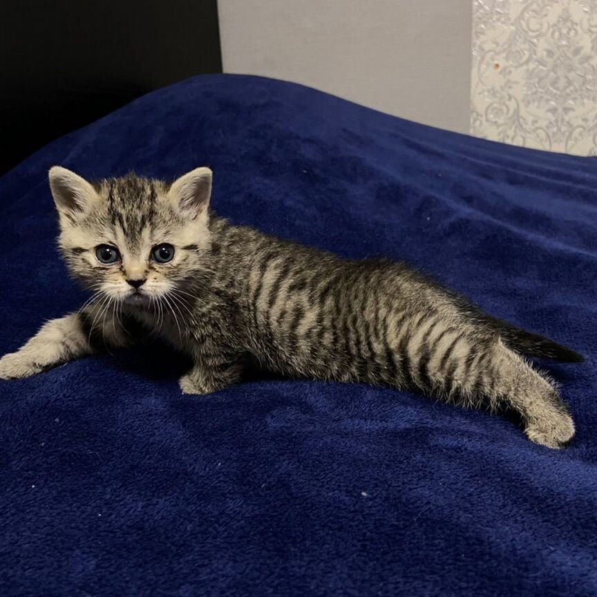 Шотландский прямоухий короткошёрстный котёнок