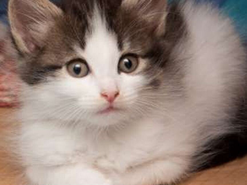 Котёнок-Мальчик, в хорошие ручки, бесплатно