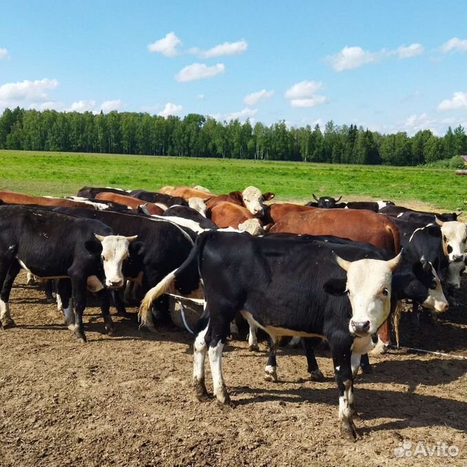 Быки живым весом