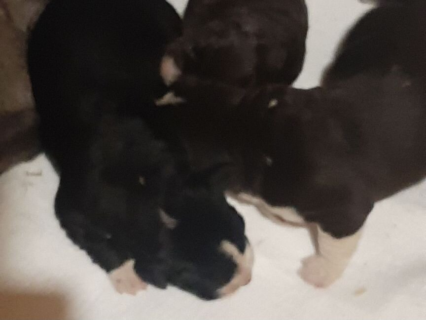 Щенки алабая