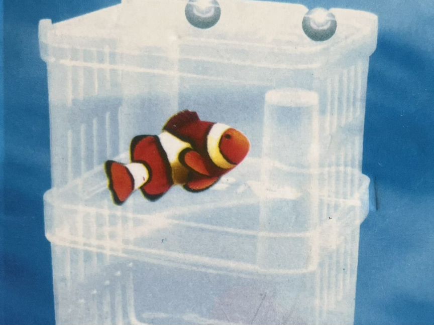 Изоляционный бокс для рыб, инкубатор для мальков